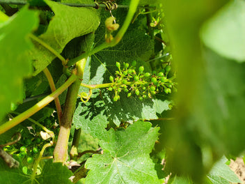 VineWorks | Leading Vineyard Services – Vine Works UK