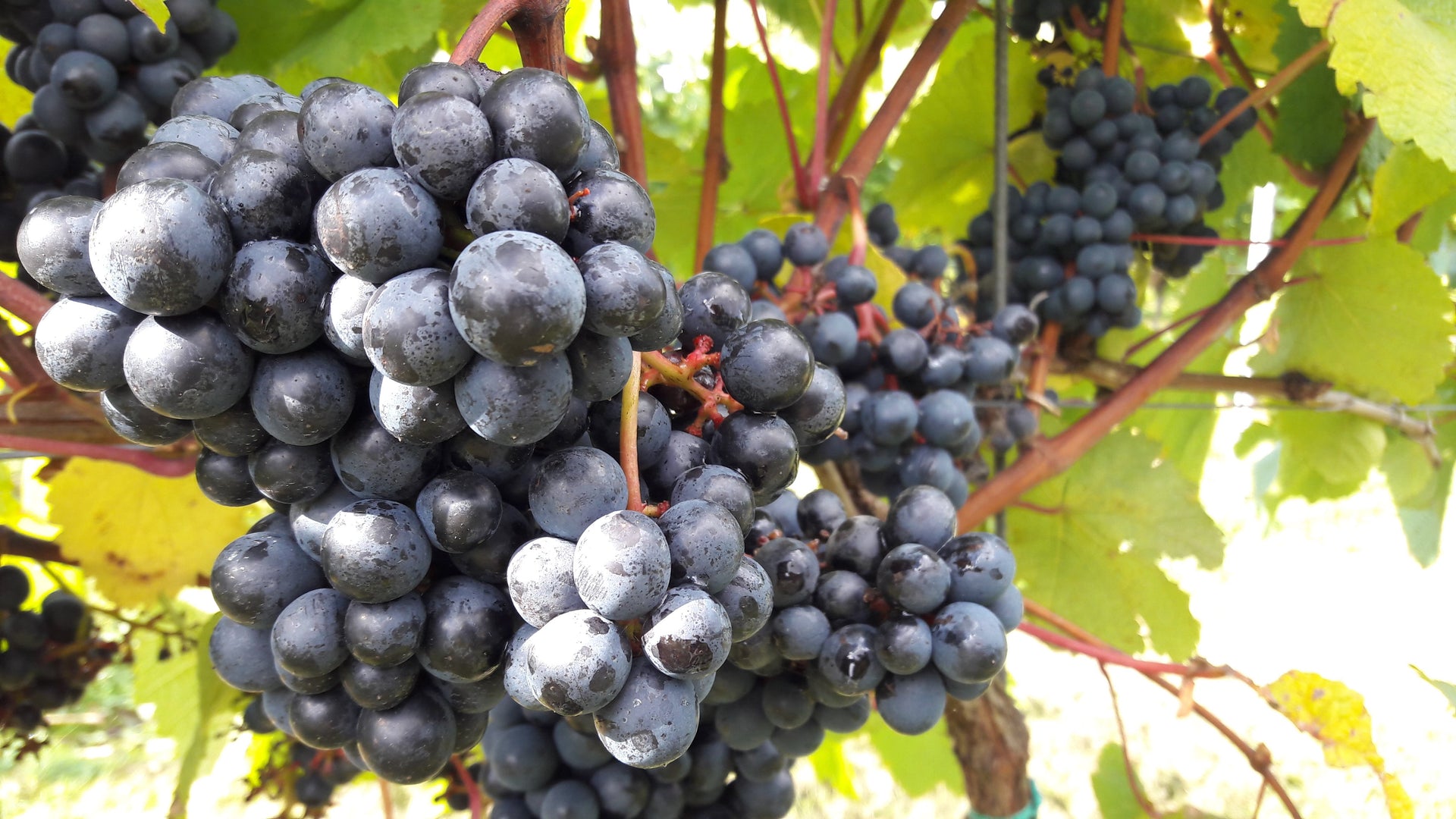 Vineyard Consultancy, Growing Services & Support – VineWorks