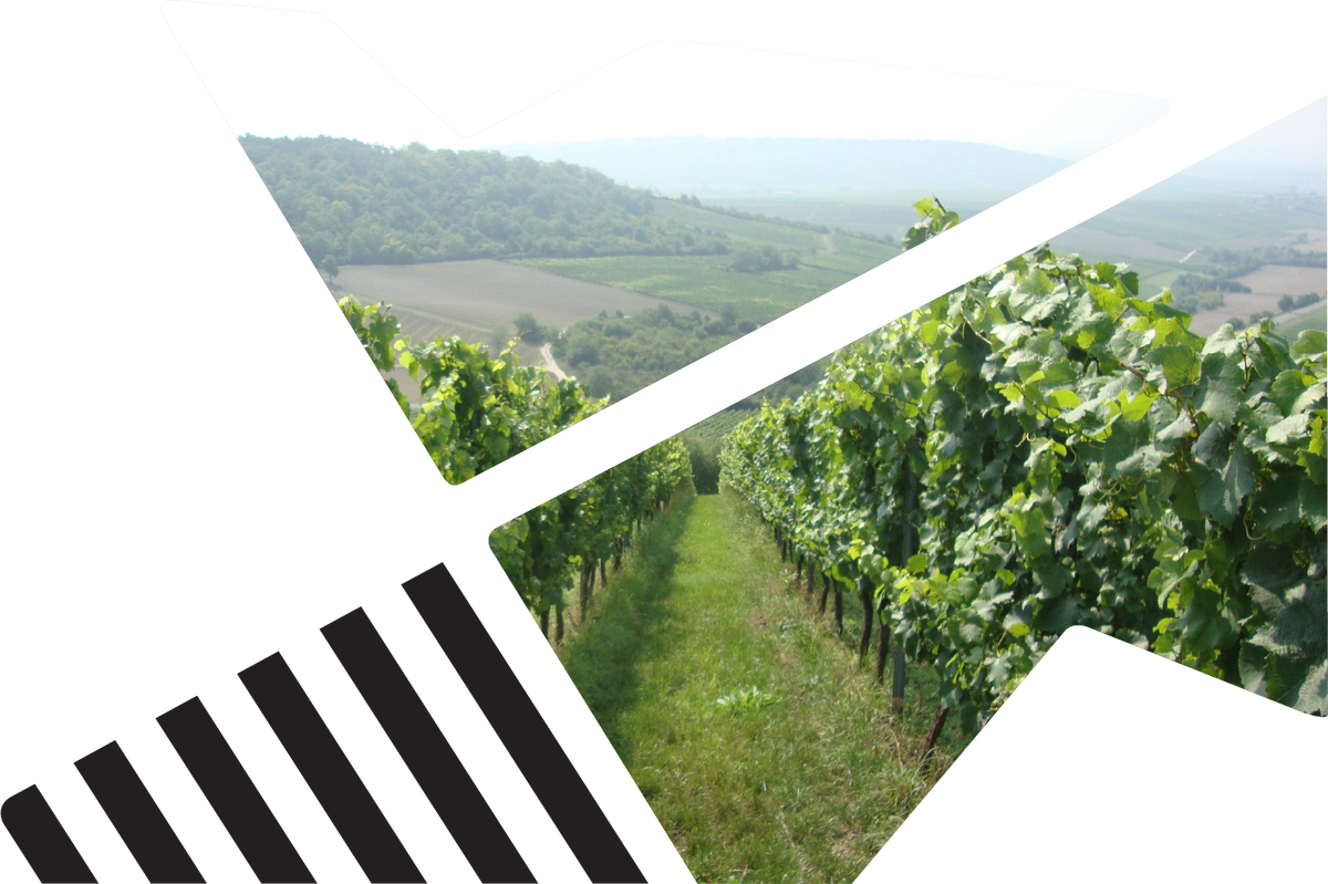 Vineyard & Fruit Growing Supplies, Services & Shop – VineWorks