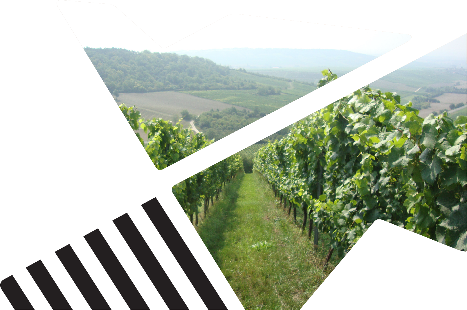 Vineyard & Fruit Growing Supplies, Services & Shop – VineWorks